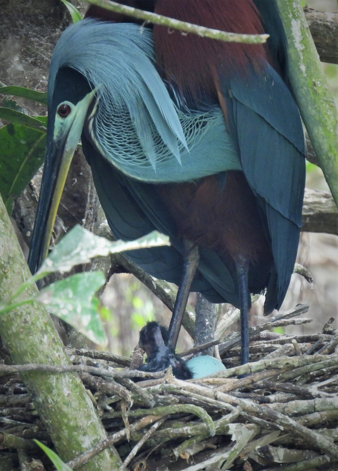 Agamia agami: la estrella en el ENO - McMullan Birding